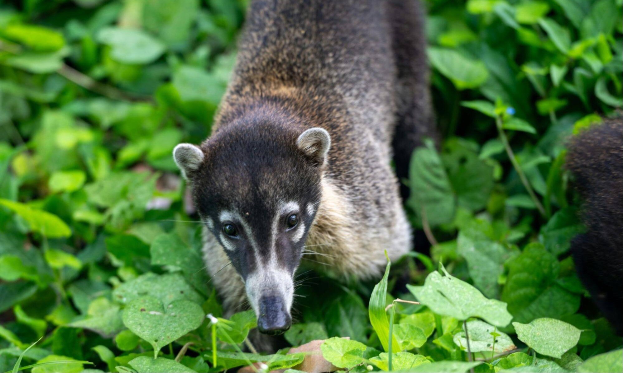 Coati Crossing | All About Our Neighbor, the Pizote